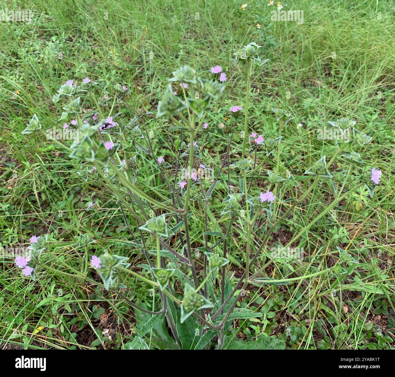 Tall Elephant's-foot (Elephantopus elatus) Plantae Stock Photo - Alamy