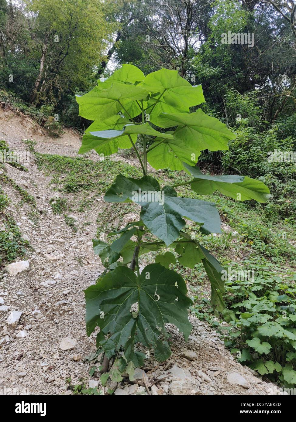 princess tree (Paulownia tomentosa) Plantae Stock Photo - Alamy