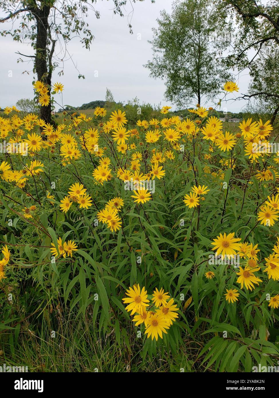 flowering plants (Angiospermae) Plantae Stock Photo - Alamy