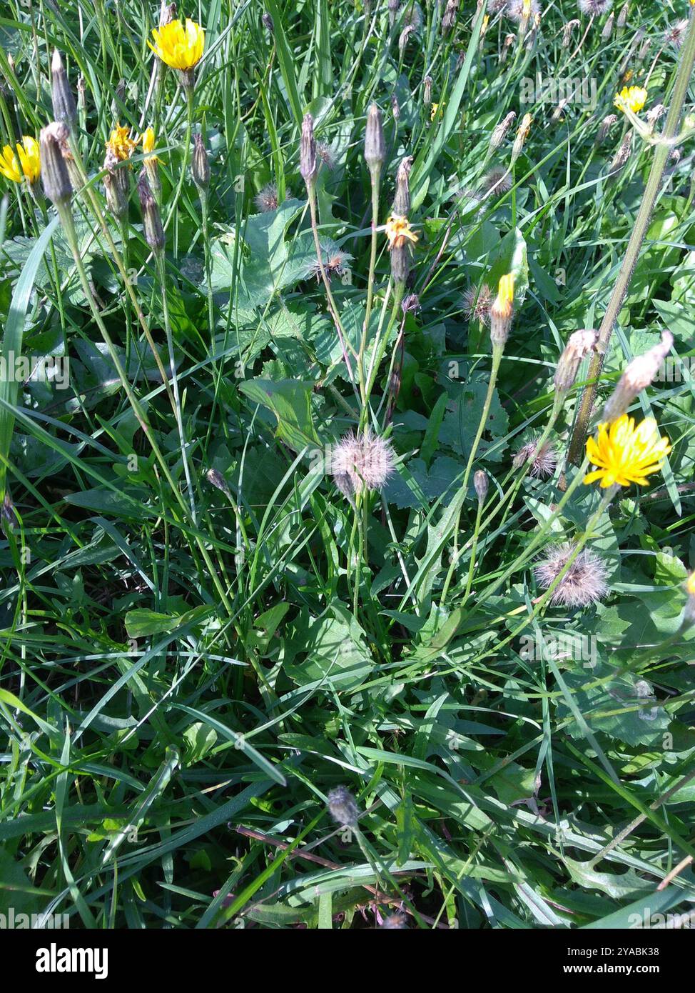 Autumn Hawkbit (Scorzoneroides autumnalis) Plantae Stock Photo - Alamy