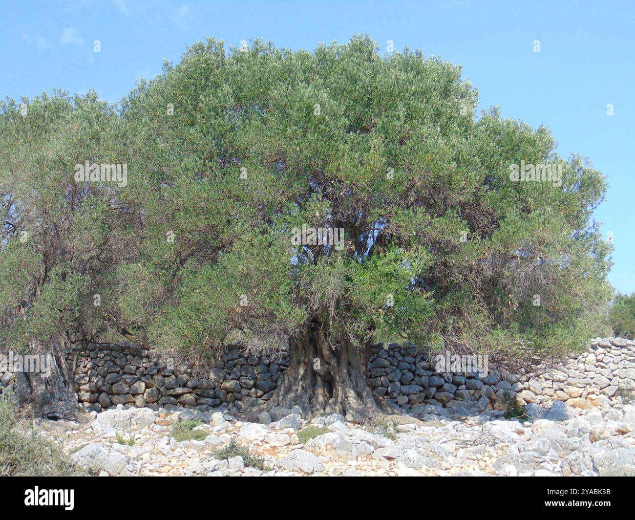 Olive tree (Olea europaea europaea) Plantae Stock Photo - Alamy