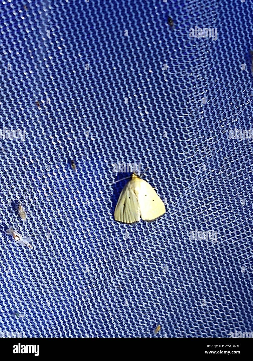 Lemon Moths (Marimatha) Insecta Stock Photo - Alamy