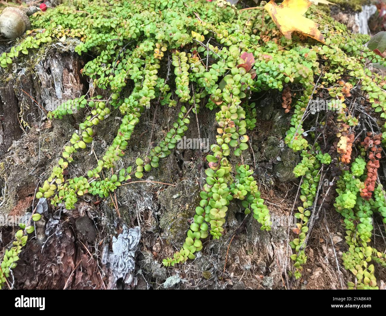 creeping snowberry (Gaultheria hispidula) Plantae Stock Photo - Alamy