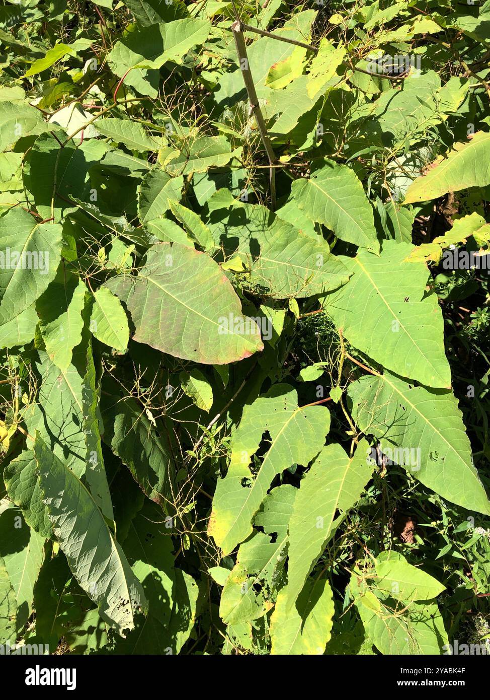 Giant Knotweed (Reynoutria sachalinensis) Plantae Stock Photo - Alamy