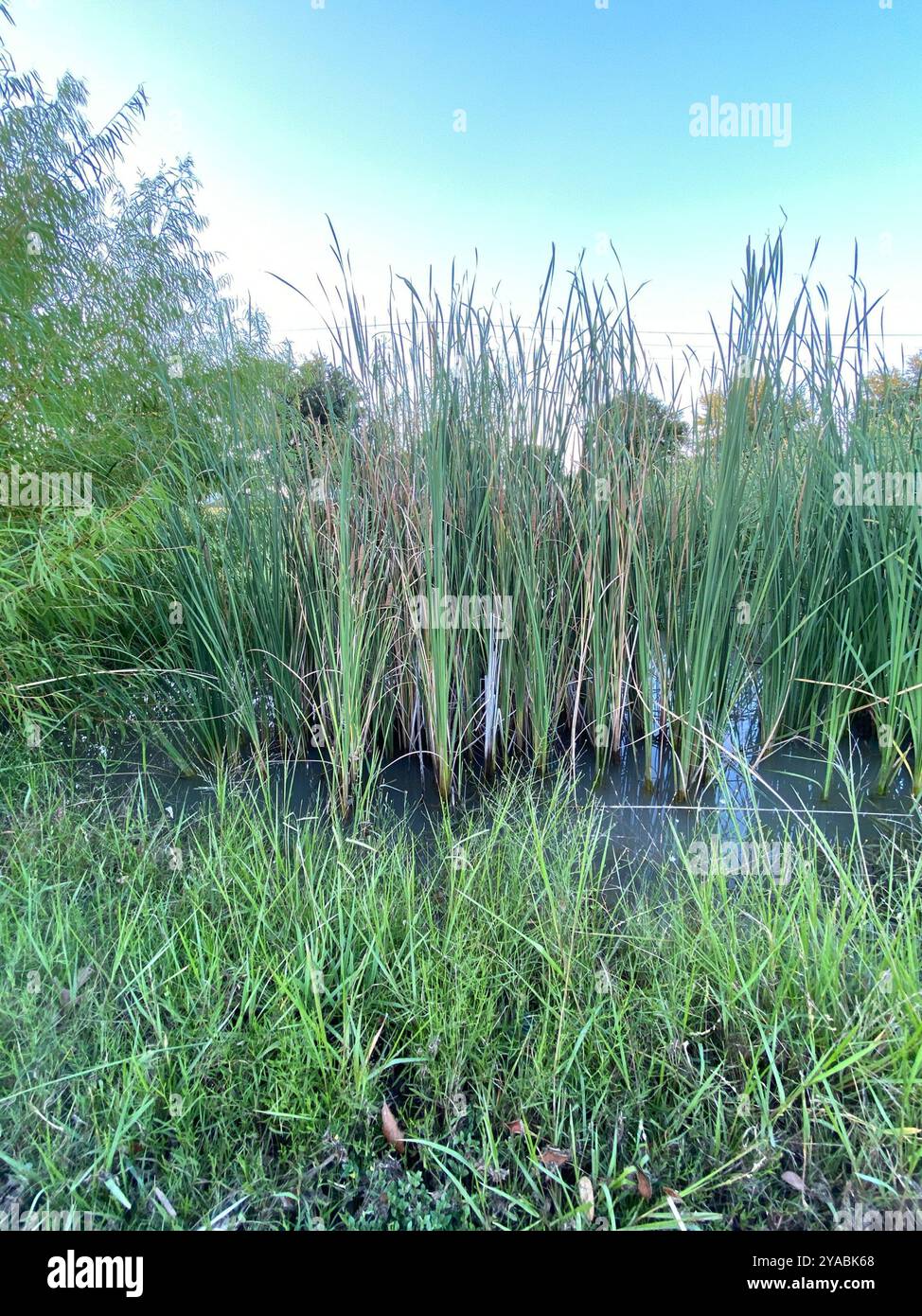 Cattails (Typha) Plantae Stock Photo - Alamy