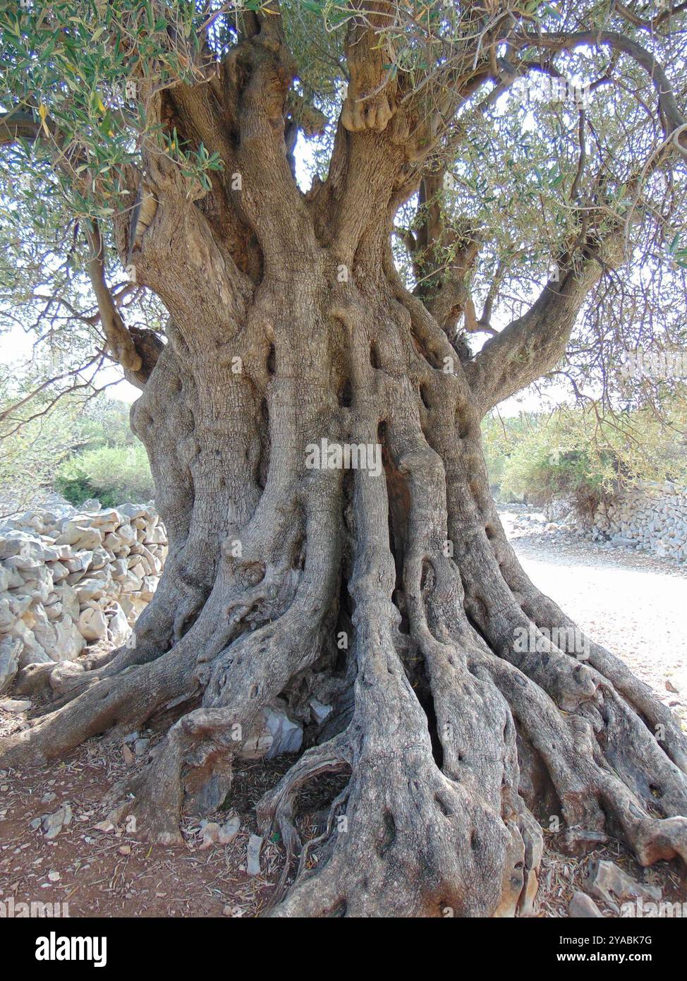 Olive tree (Olea europaea europaea) Plantae Stock Photo - Alamy