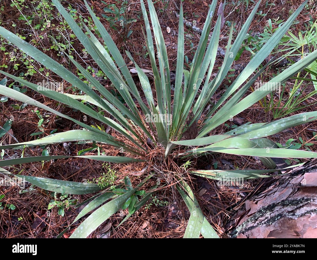 common yucca (Yucca filamentosa) Plantae Stock Photo - Alamy