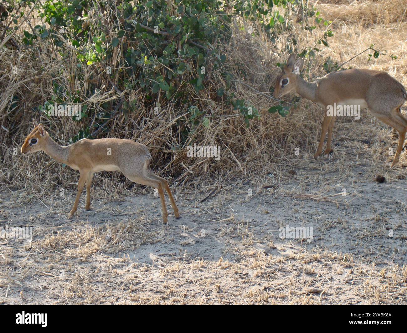Hinde's Dik-Dik (Madoqua hindei) Mammalia Stock Photo - Alamy