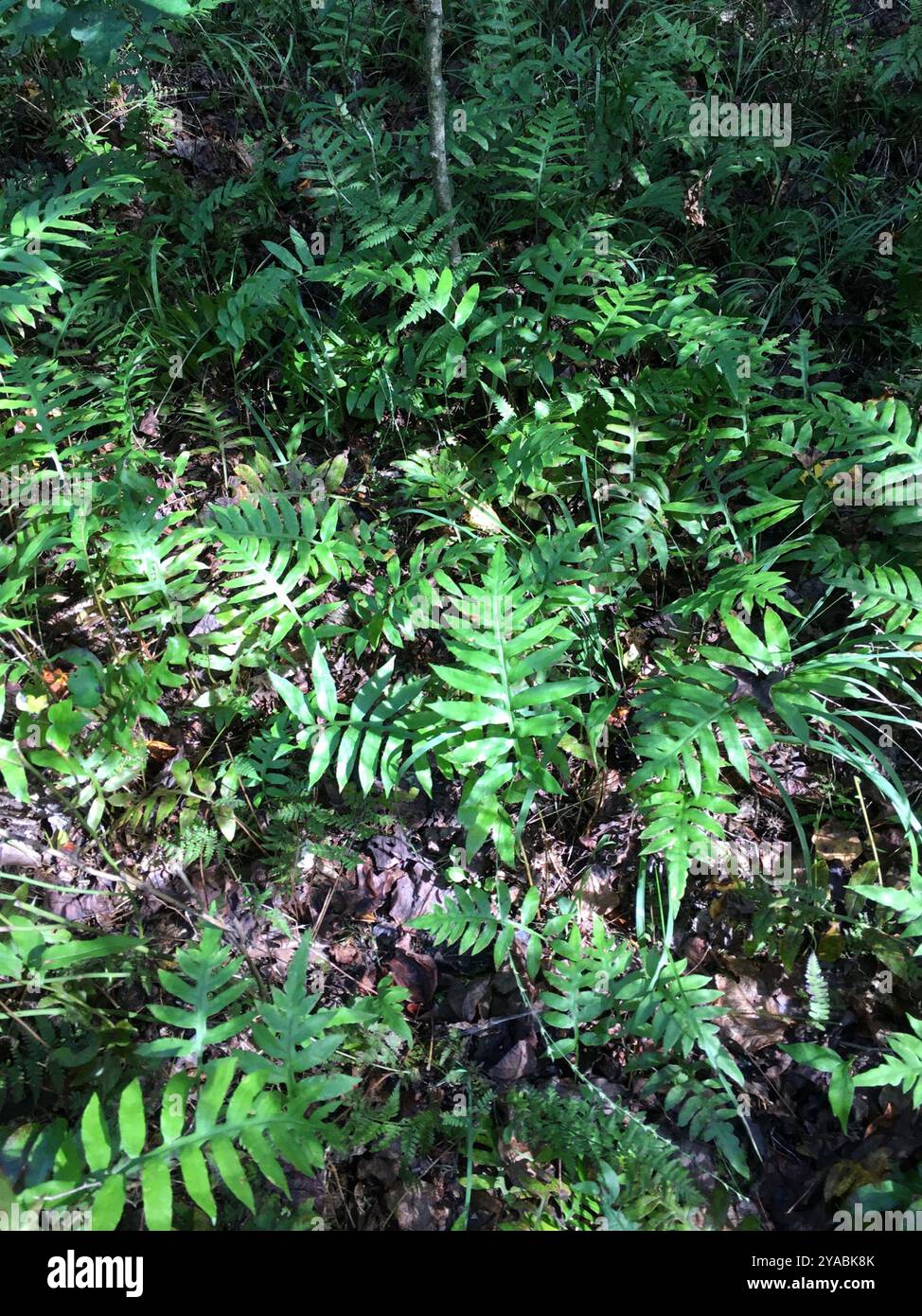 netted chain fern (Woodwardia areolata) Plantae Stock Photo - Alamy