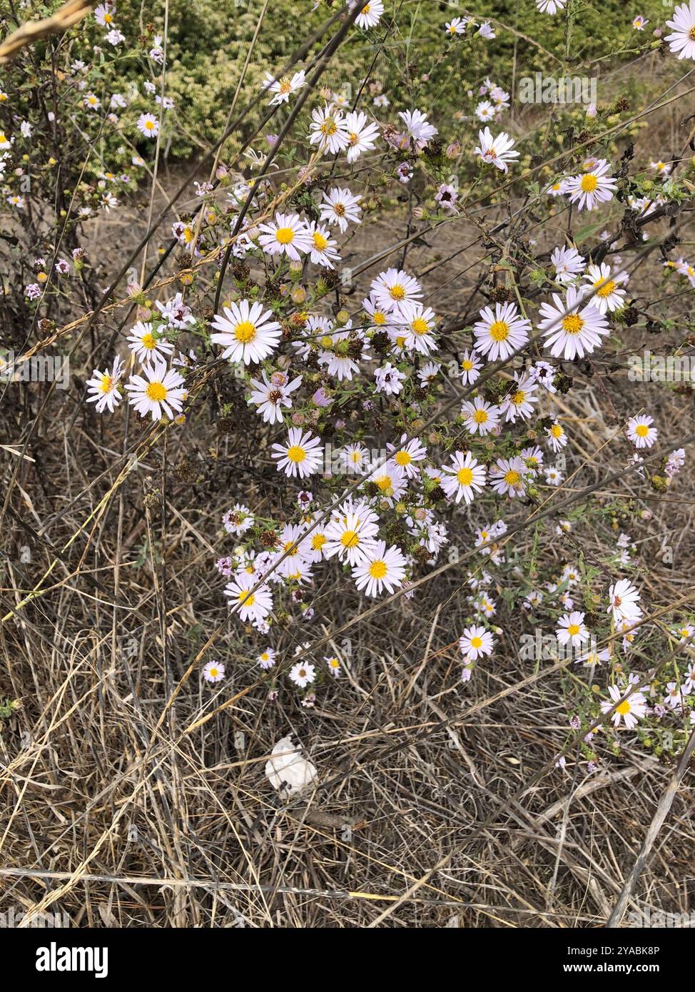 Pacific Aster (Symphyotrichum chilense) Plantae Stock Photo - Alamy