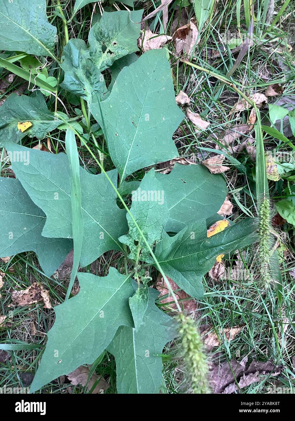 Carolina horsenettle (Solanum carolinense) Plantae Stock Photo - Alamy