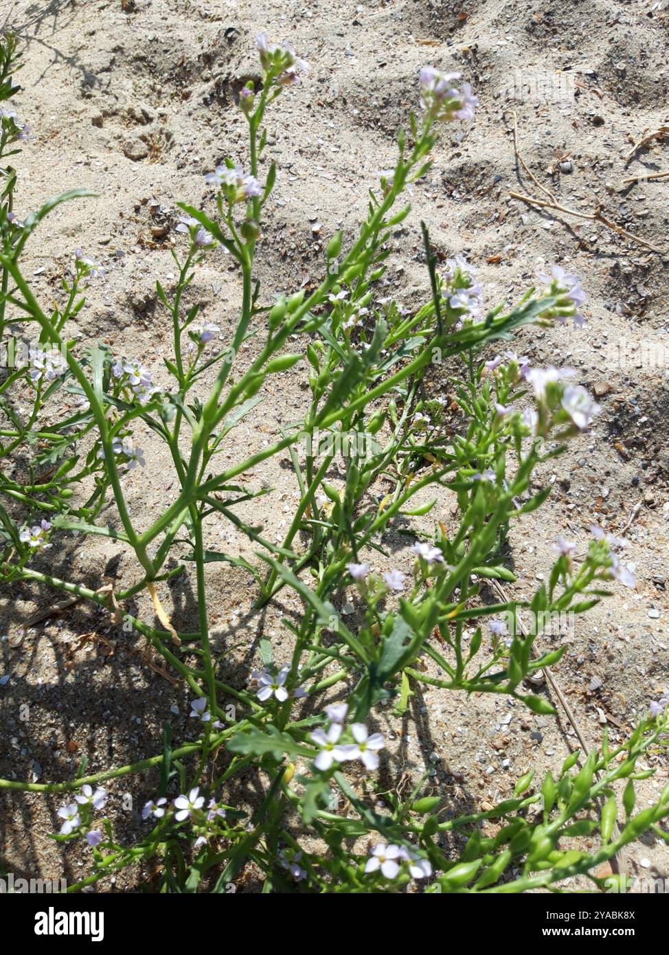 European Searocket (Cakile maritima) Plantae Stock Photo - Alamy