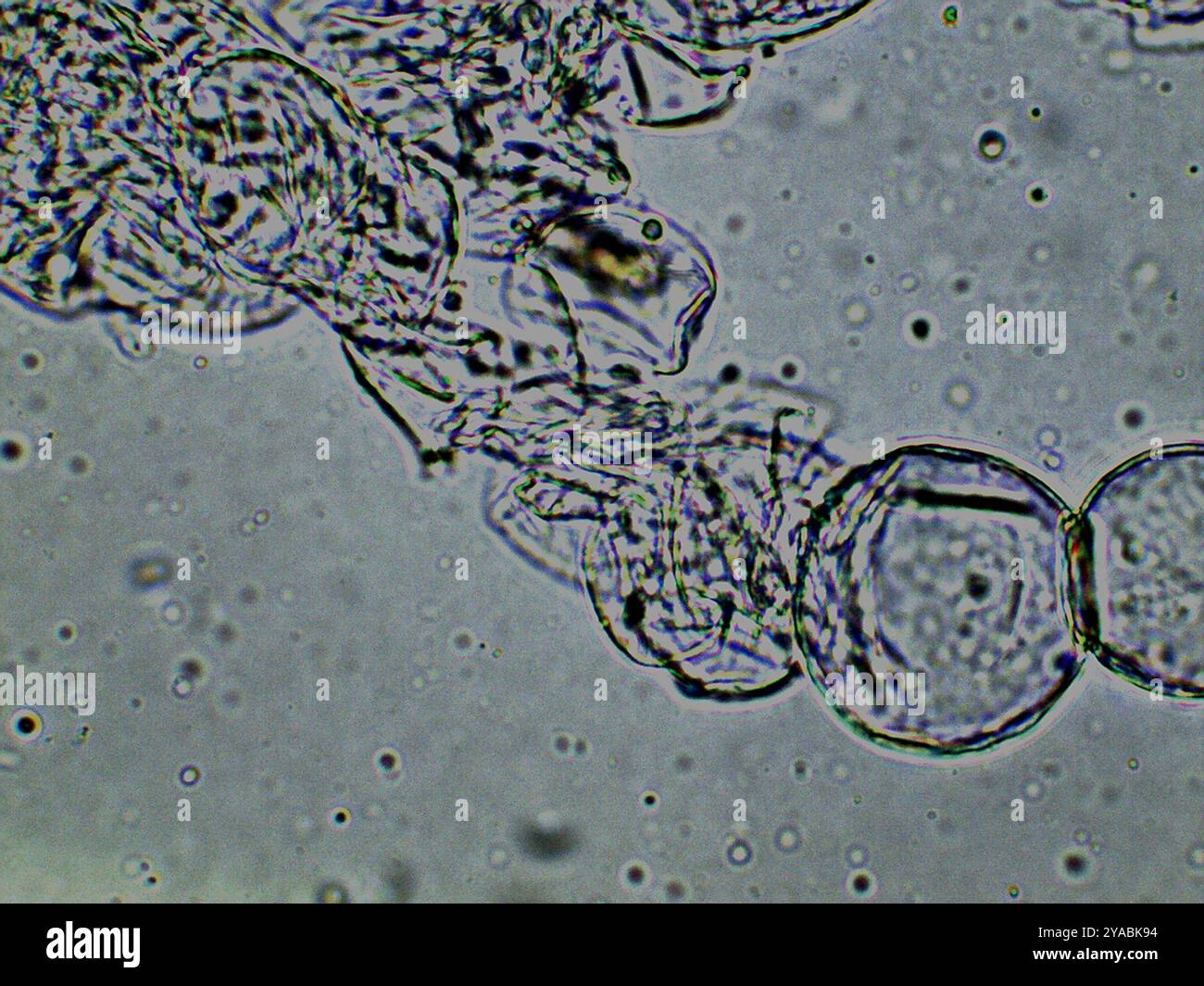 bearded dapperling (Cystolepiota seminuda) Fungi Stock Photo - Alamy