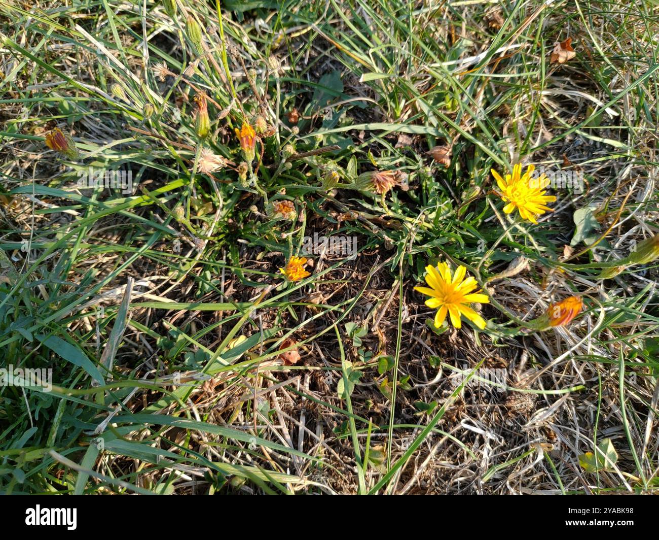 chicories, dandelions, and allies (Cichorioideae) Plantae Stock Photo ...