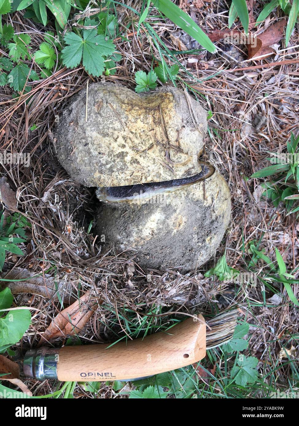 Many-rooted Earthball (Scleroderma polyrhizum) Fungi Stock Photo - Alamy