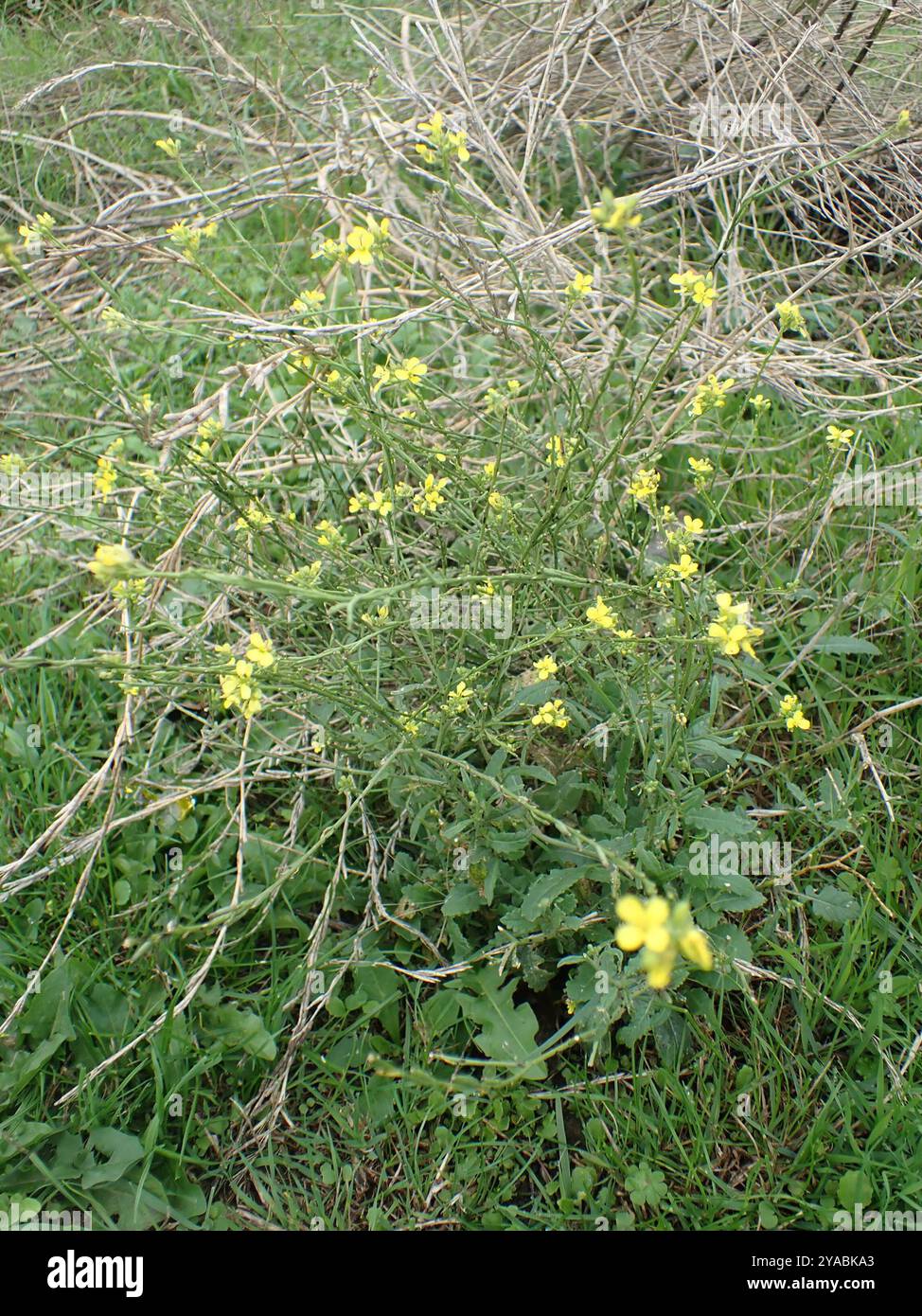 Shortpod Mustard (Hirschfeldia incana) Plantae Stock Photo - Alamy
