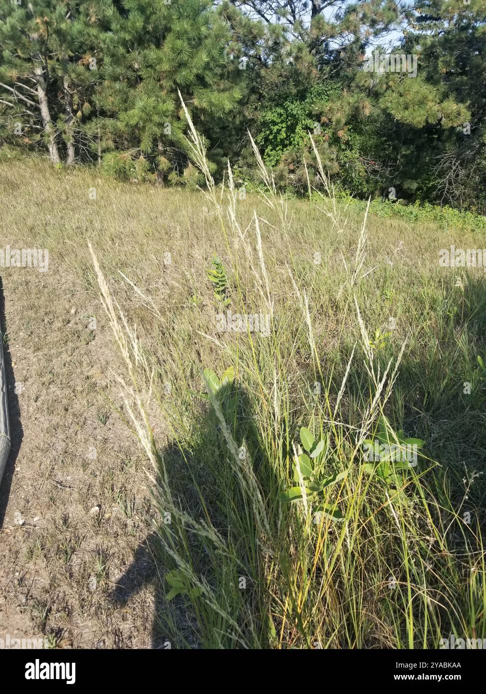 Sand Reedgrass (Sporobolus rigidus) Plantae Stock Photo - Alamy