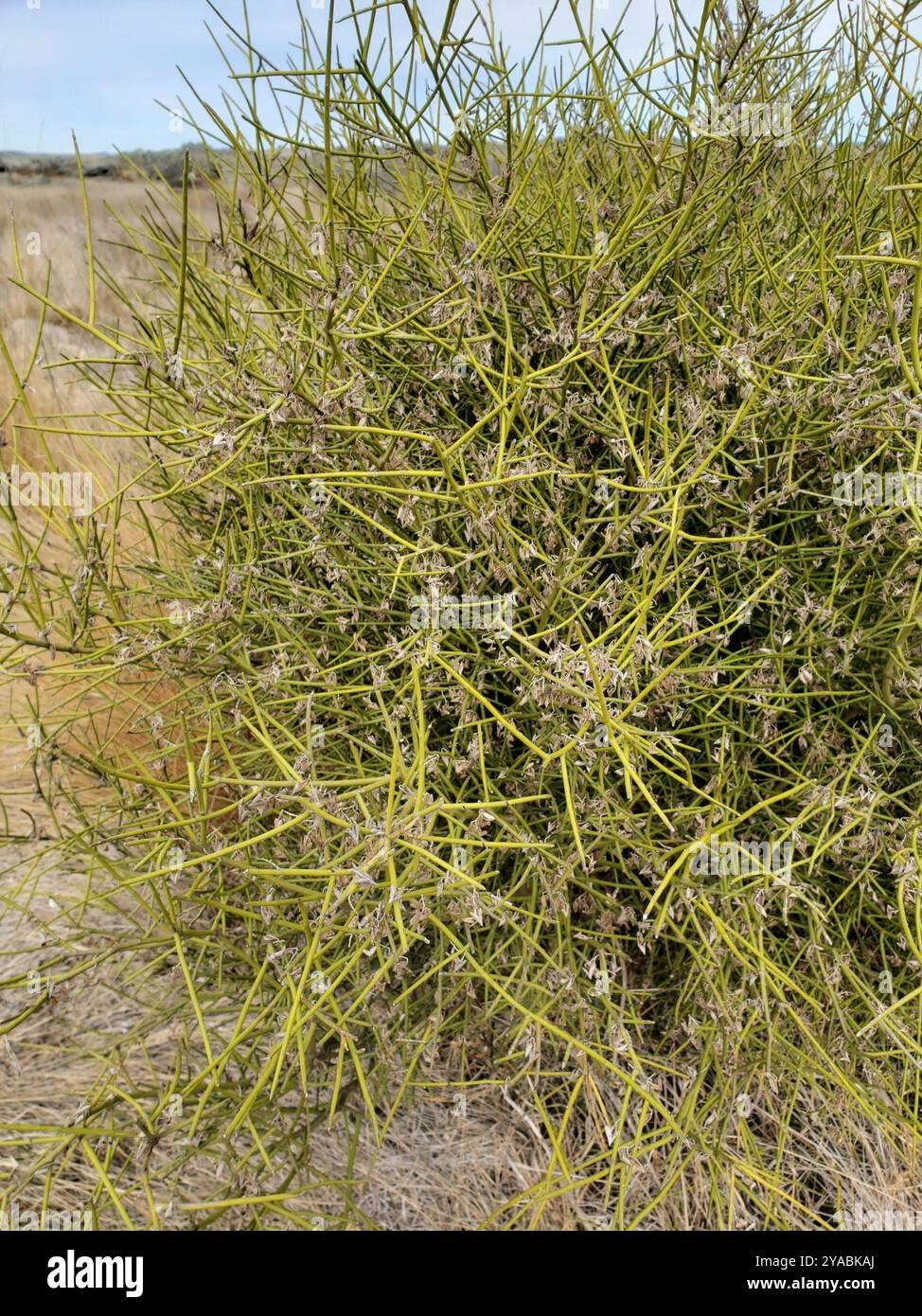 Desert Broom (Carmichaelia petriei) Plantae Stock Photo - Alamy