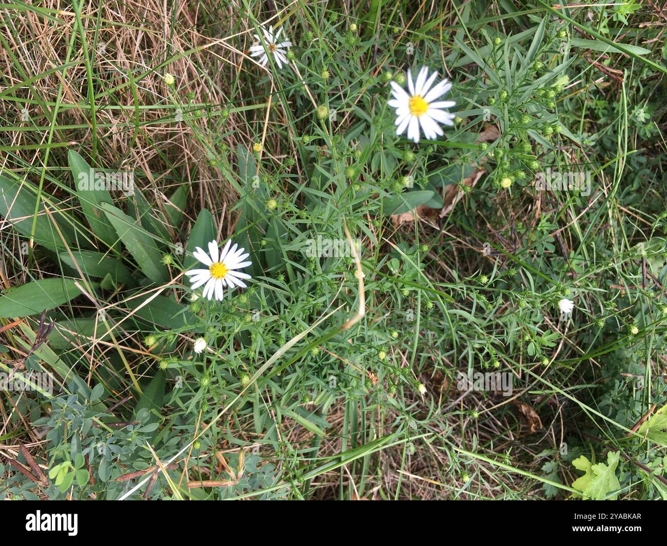 American asters (Symphyotrichum) Plantae Stock Photo - Alamy