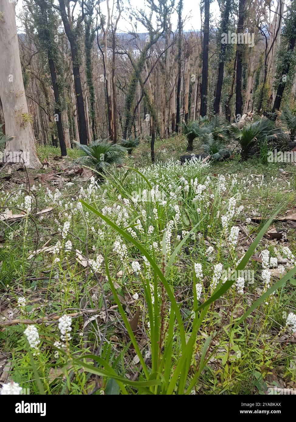 Creamy Candles (Stackhousia monogyna) Plantae Stock Photo - Alamy