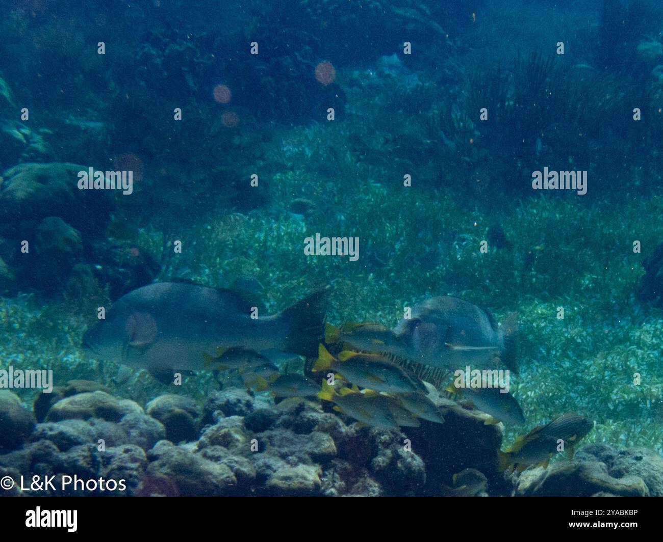 Schoolmaster Snapper (Lutjanus apodus) Actinopterygii Stock Photo - Alamy