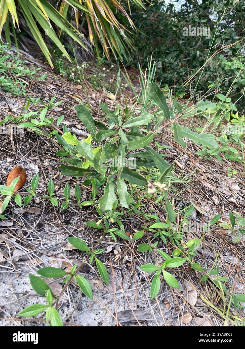 dwarf live oak (Quercus minima) Plantae Stock Photo - Alamy