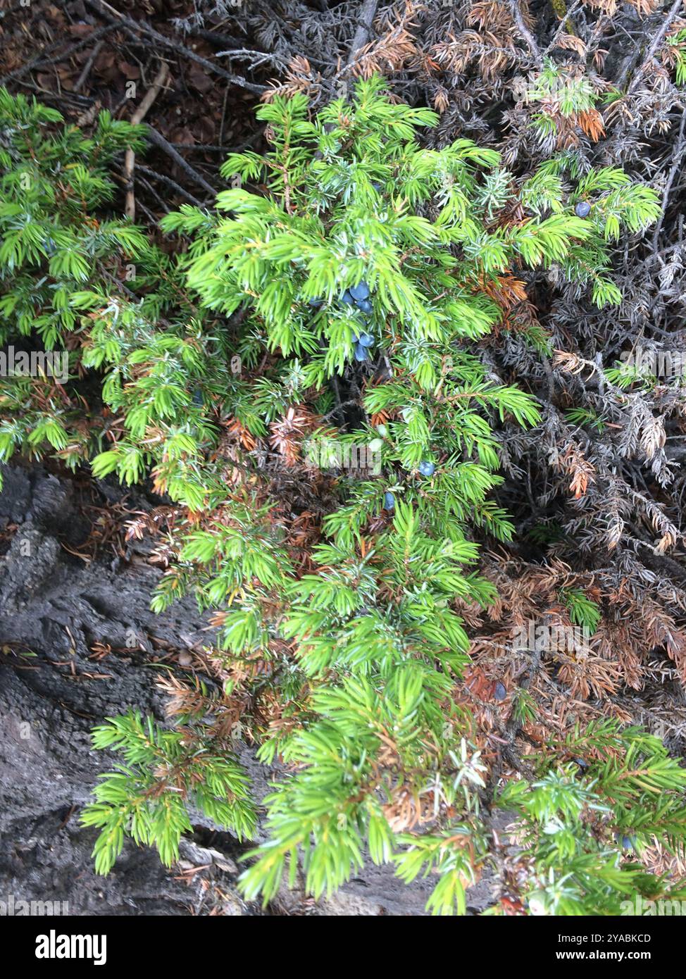 common juniper (Juniperus communis) Plantae Stock Photo - Alamy