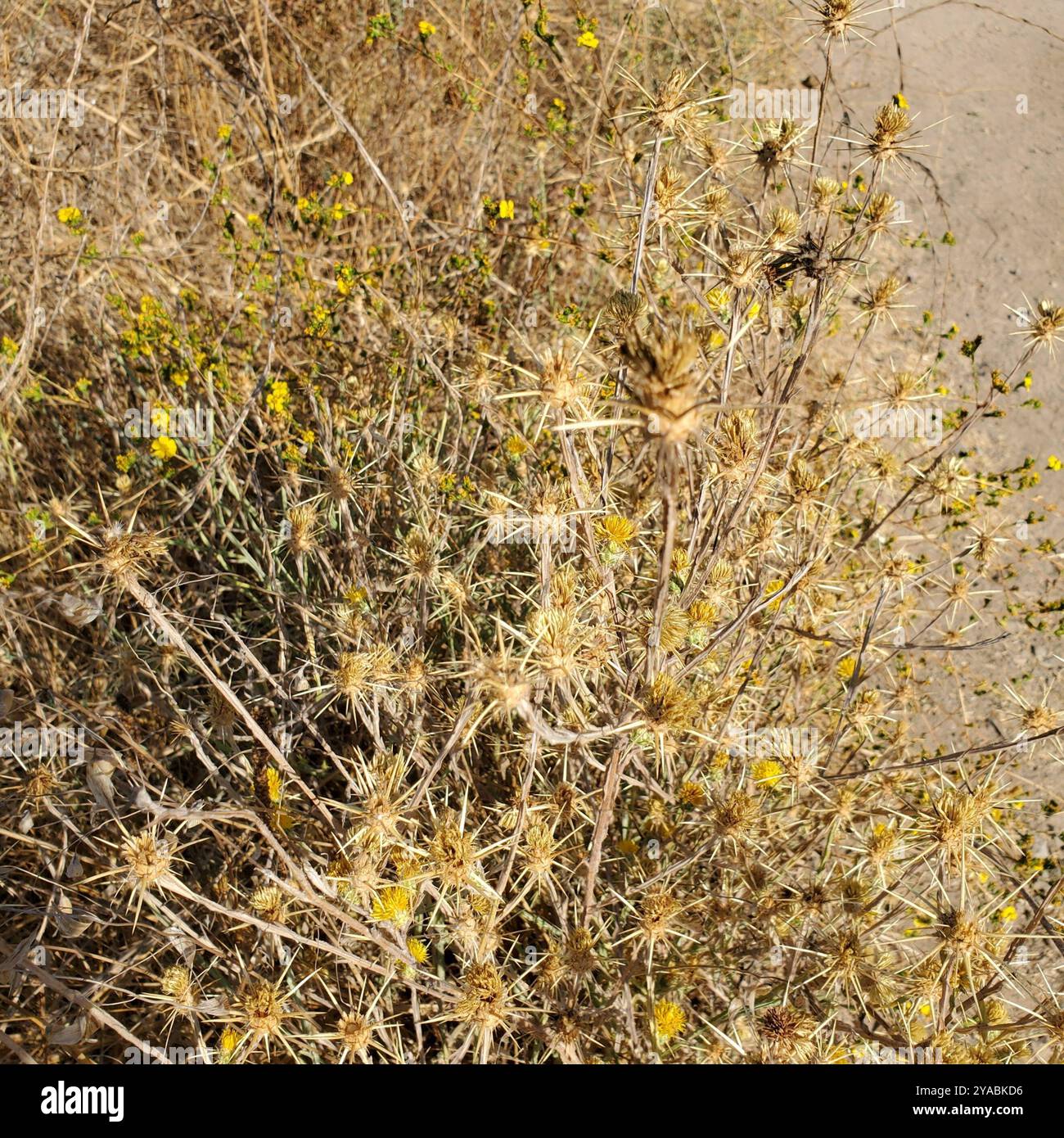 Yellow Star-Thistle (Centaurea solstitialis) Plantae Stock Photo - Alamy
