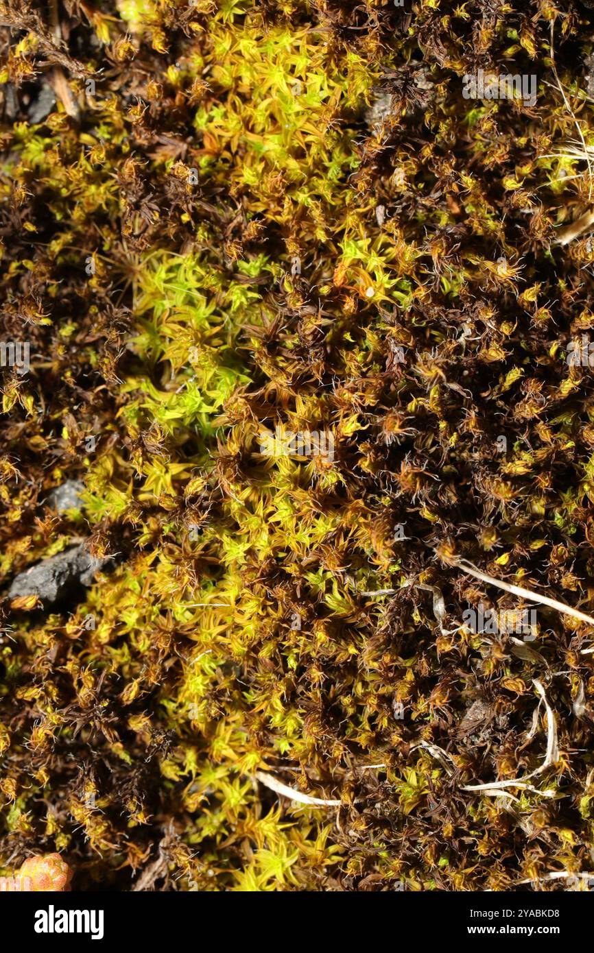 Sand-hill Screw-moss (Syntrichia ruraliformis) Plantae Stock Photo - Alamy