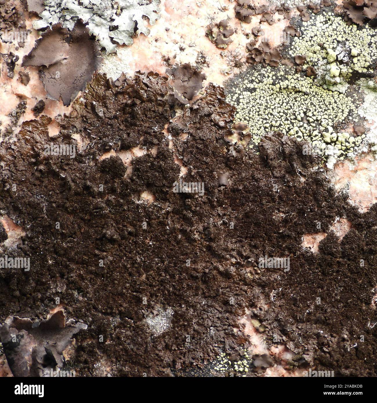 Blistered Camouflage Lichen (Xanthoparmelia loxodes) Fungi Stock Photo ...