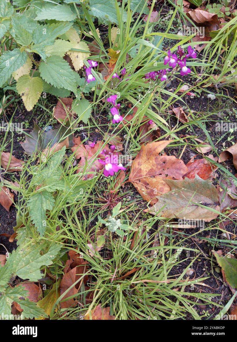 Annual Toadflax (Linaria maroccana) Plantae Stock Photo - Alamy