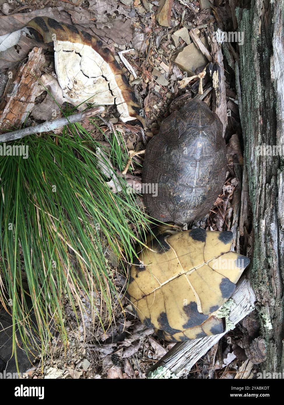 Wood Turtle (Glyptemys insculpta) Reptilia Stock Photo - Alamy