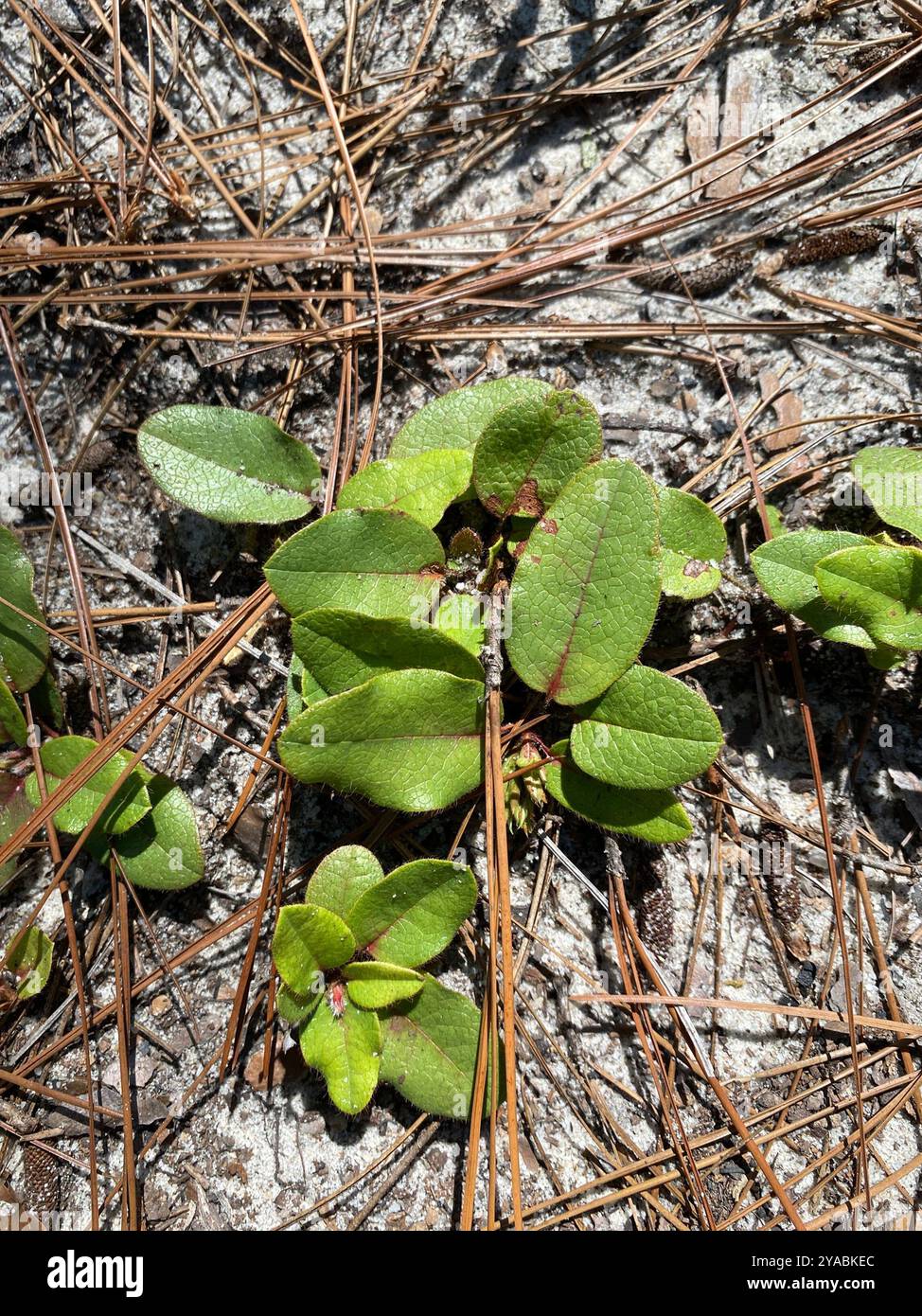 trailing arbutus (Epigaea repens) Plantae Stock Photo - Alamy
