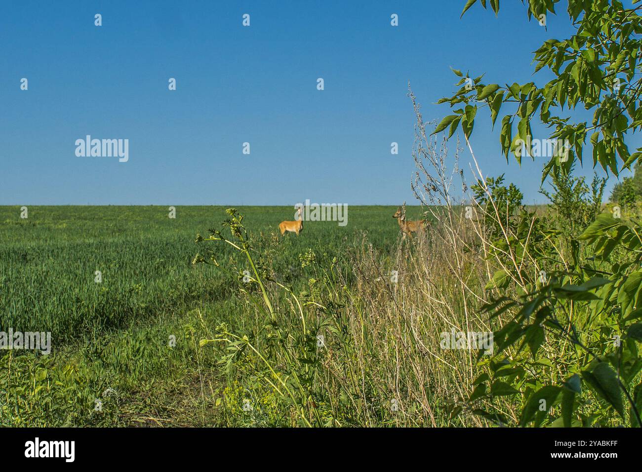 Capreolus pygargus hi-res stock photography and images - Alamy