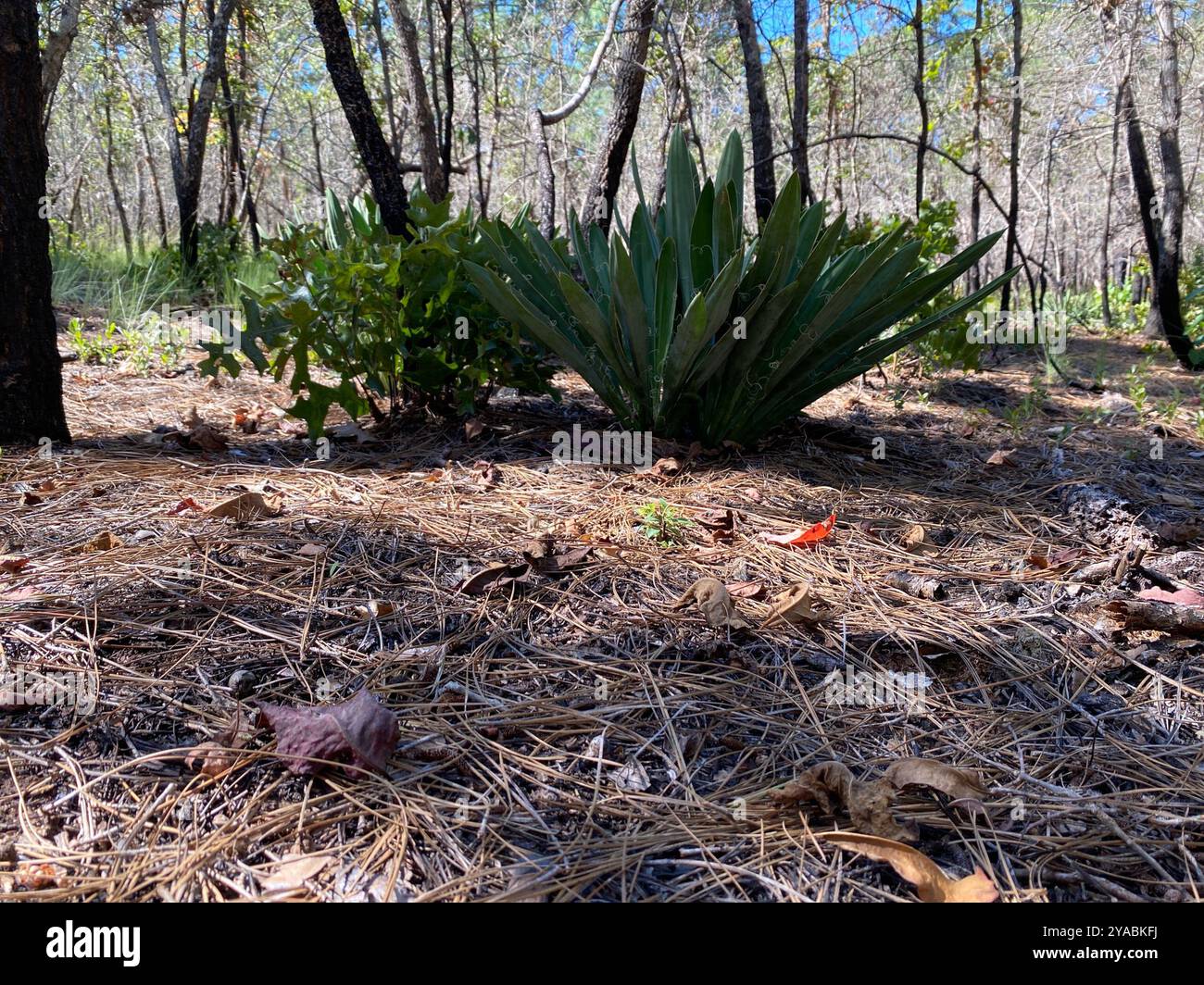 common yucca (Yucca filamentosa) Plantae Stock Photo - Alamy