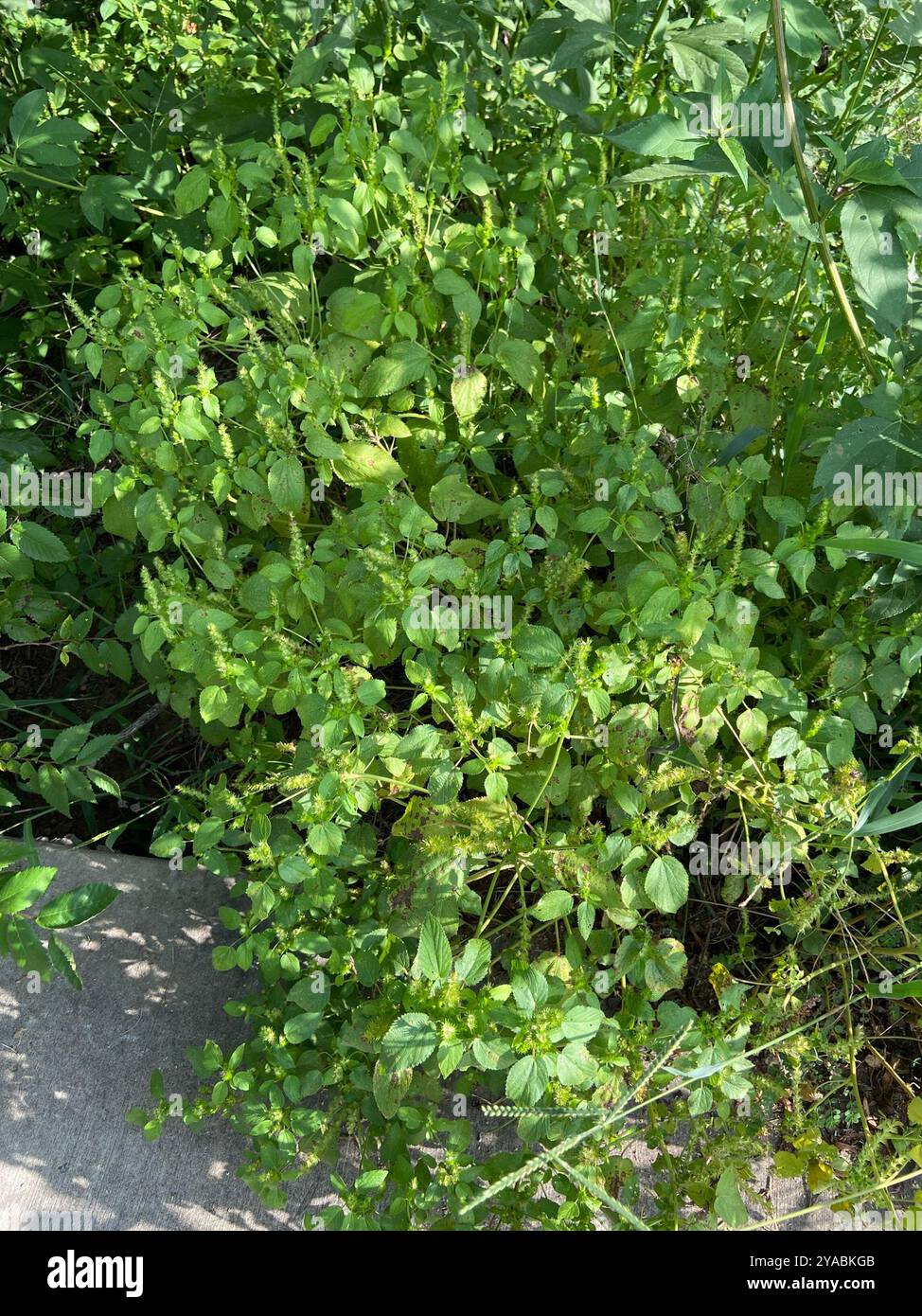three-seeded mercuries (Acalypha) Plantae Stock Photo - Alamy