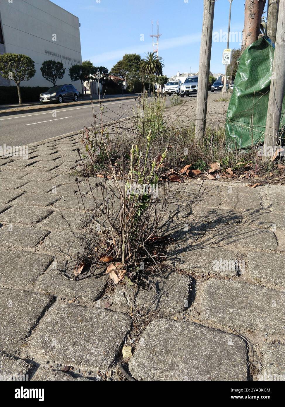 False Hawkbit (Urospermum picroides) Plantae Stock Photo - Alamy
