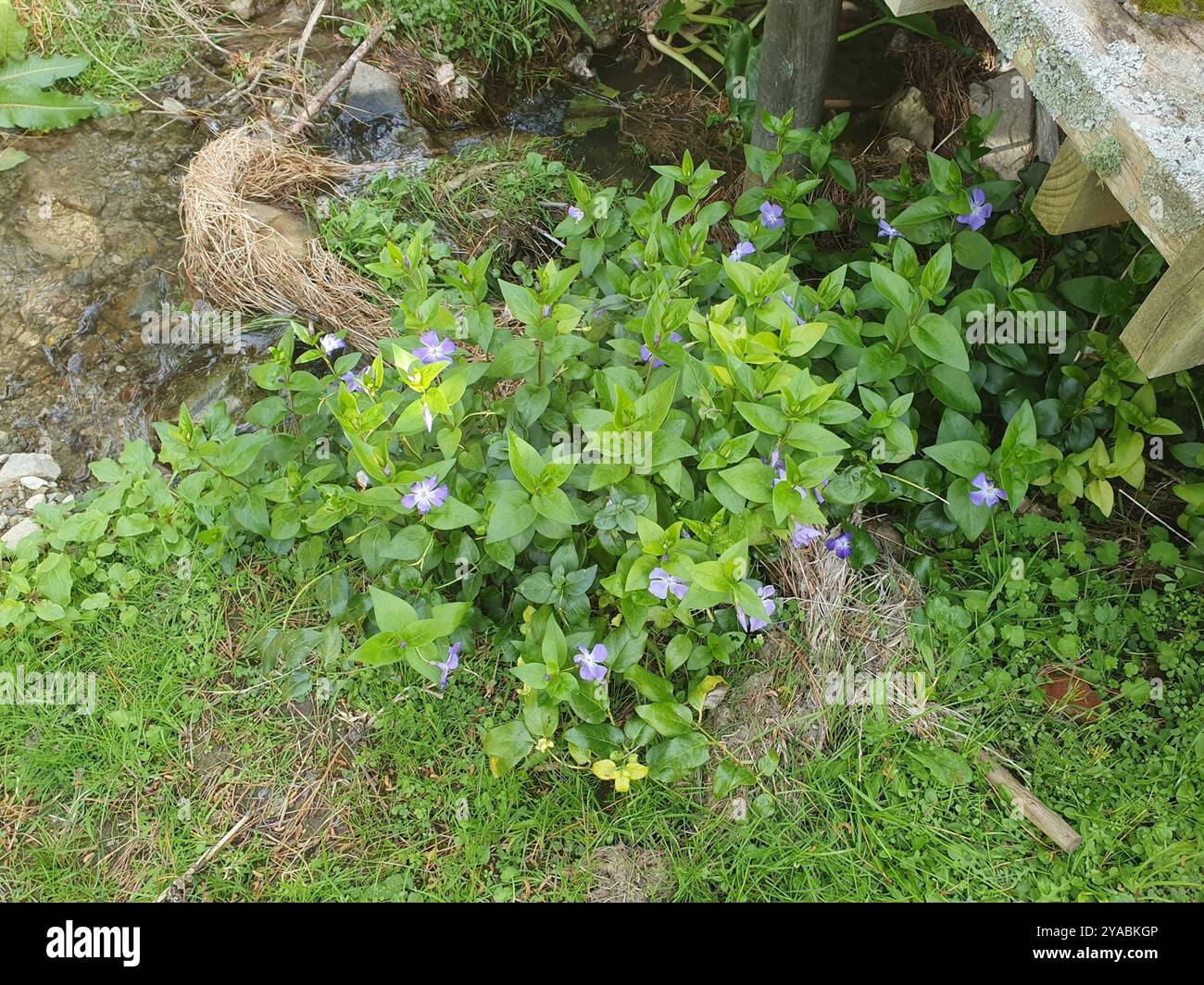 greater periwinkle (Vinca major) Plantae Stock Photo - Alamy