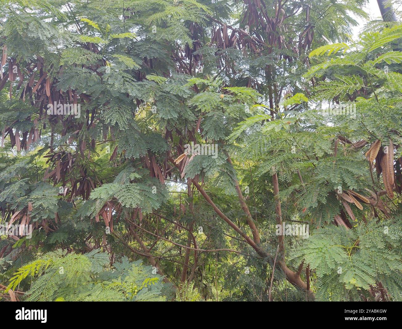 White leadtree (Leucaena leucocephala) Plantae Stock Photo - Alamy