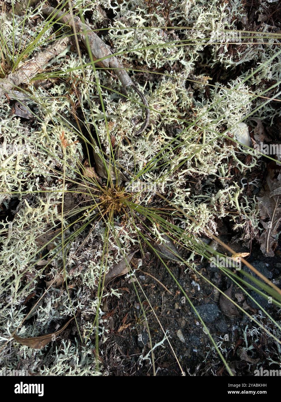 Common Hairsedge (Bulbostylis capillaris capillaris) Plantae Stock ...