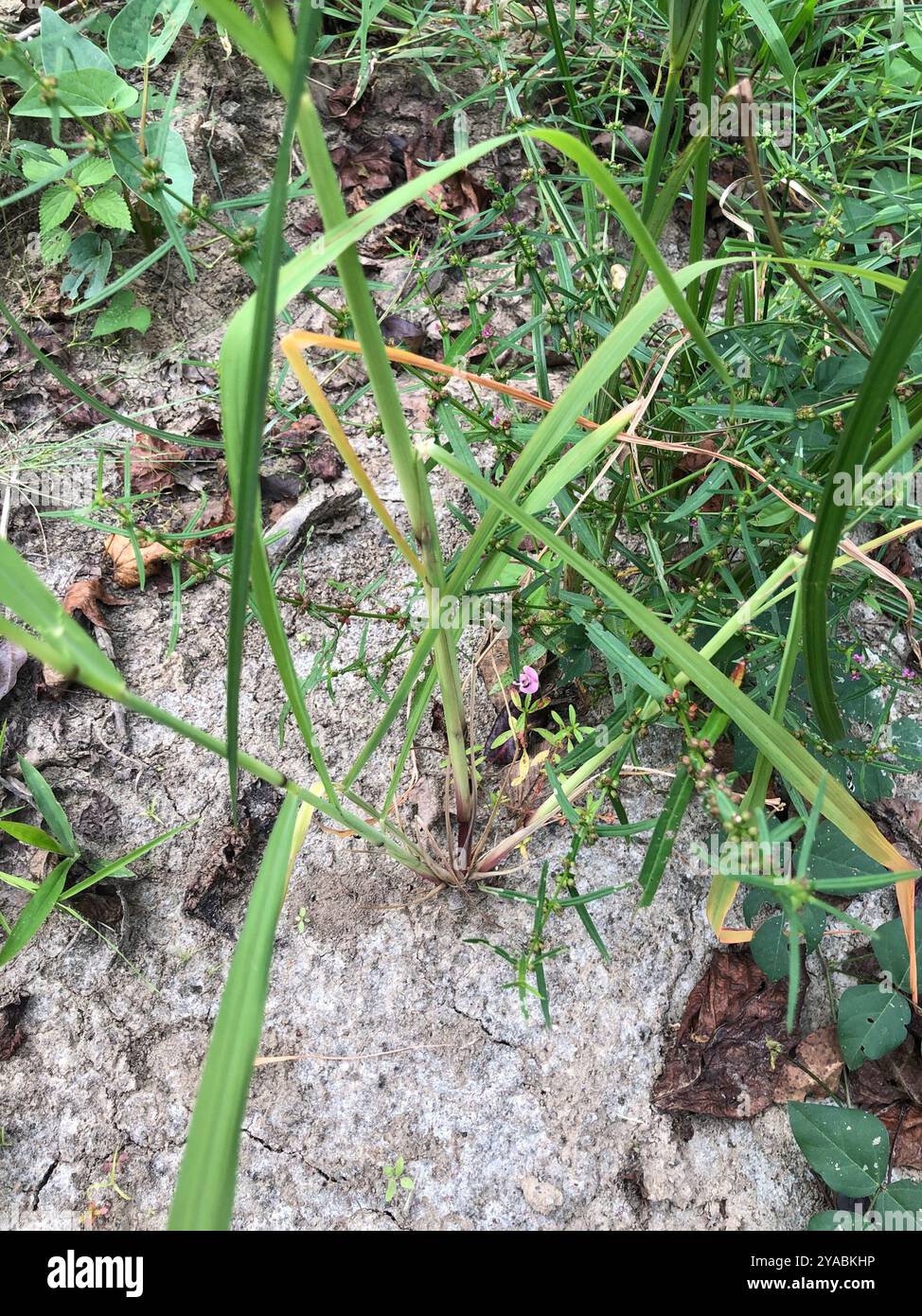 Amazon sprangle-top (Dinebra panicoides) Plantae Stock Photo - Alamy