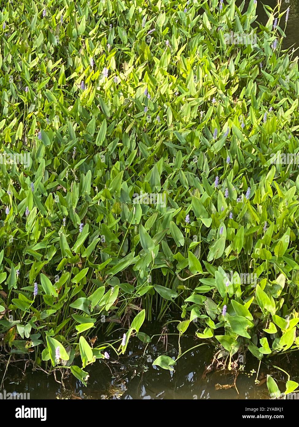 (Pontederia cordata cordata) Plantae Stock Photo - Alamy
