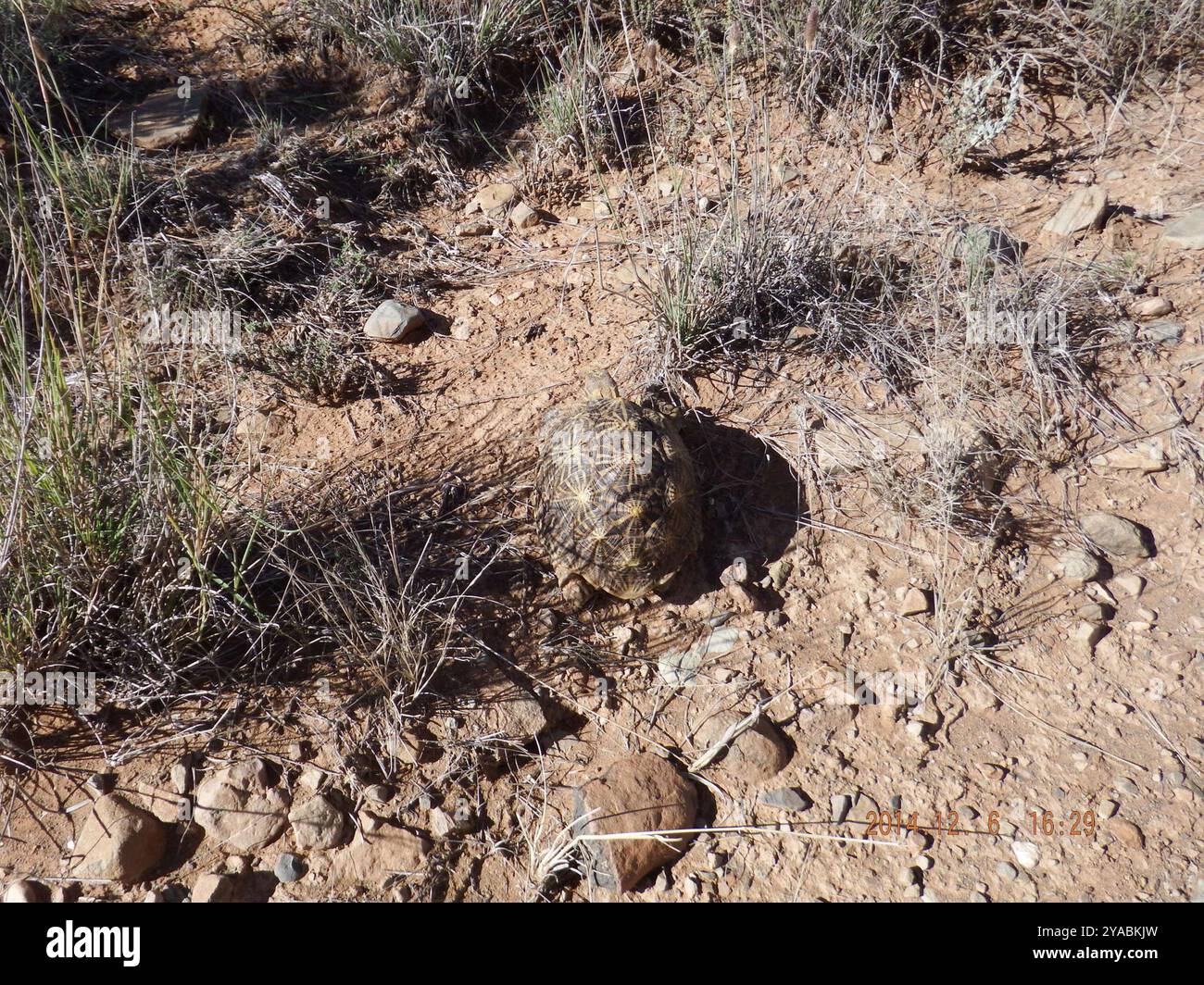 Southern tent tortoise (Psammobates tentorius tentorius) Reptilia Stock ...