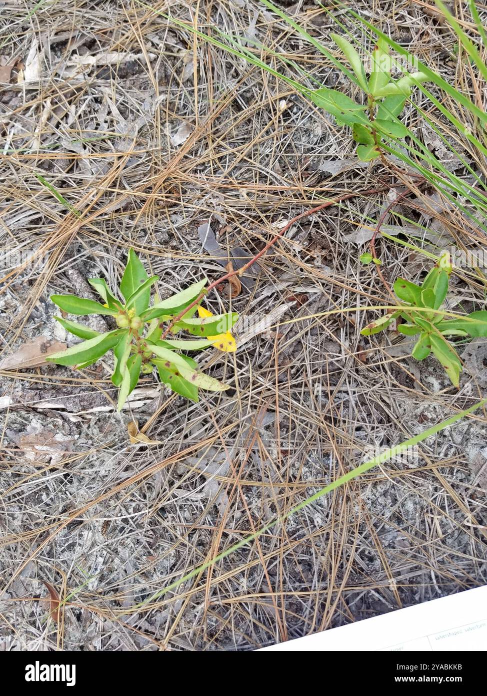 Queen's Delight (Stillingia sylvatica) Plantae Stock Photo - Alamy