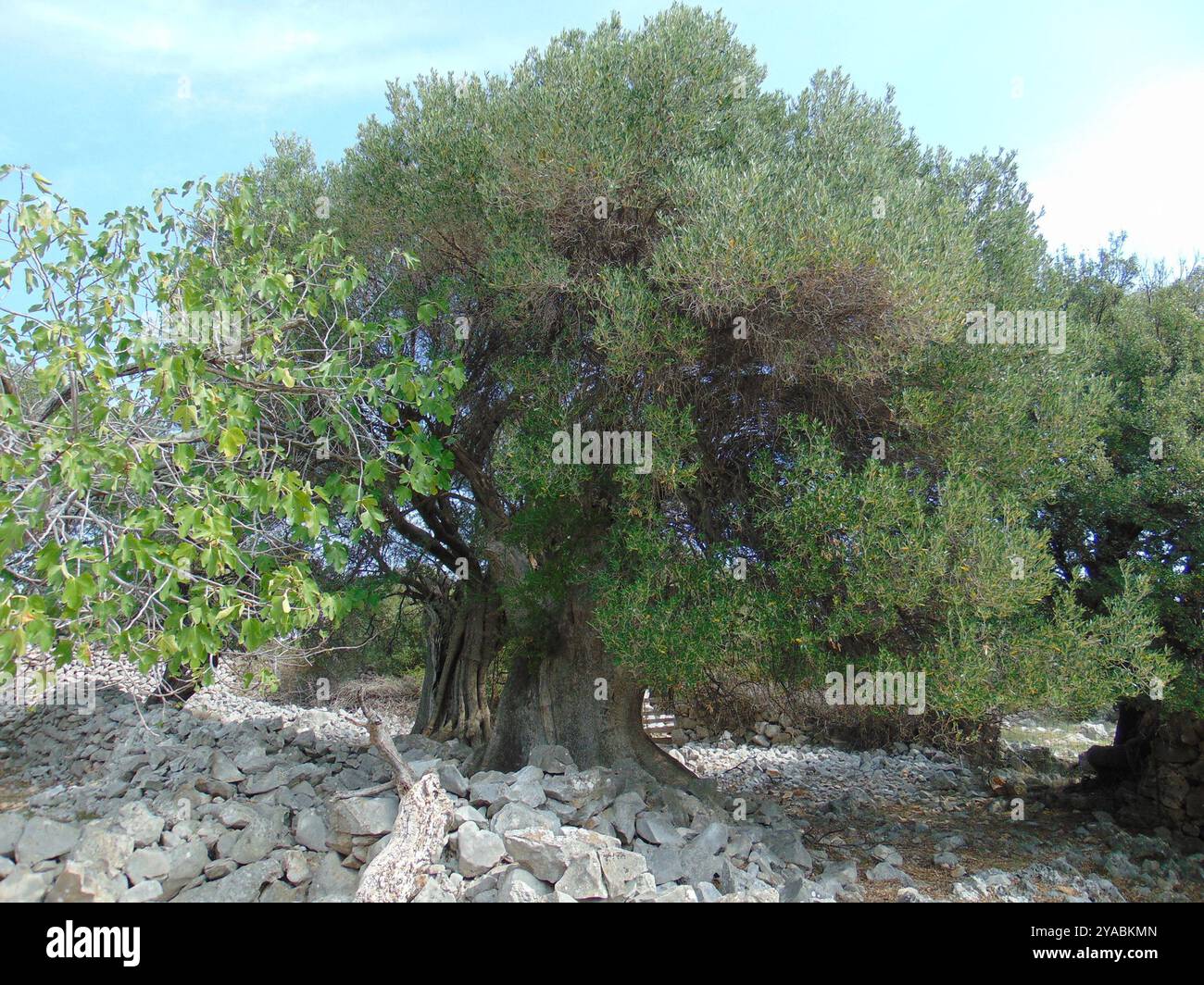 Olive tree (Olea europaea europaea) Plantae Stock Photo - Alamy