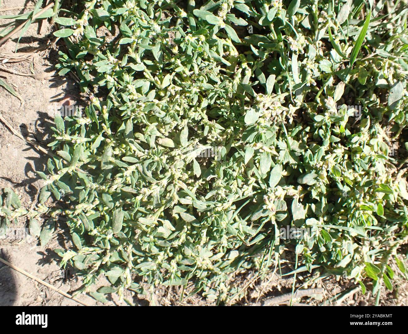 Oval Leaf Knotweed (Polygonum arenastrum) Plantae Stock Photo - Alamy