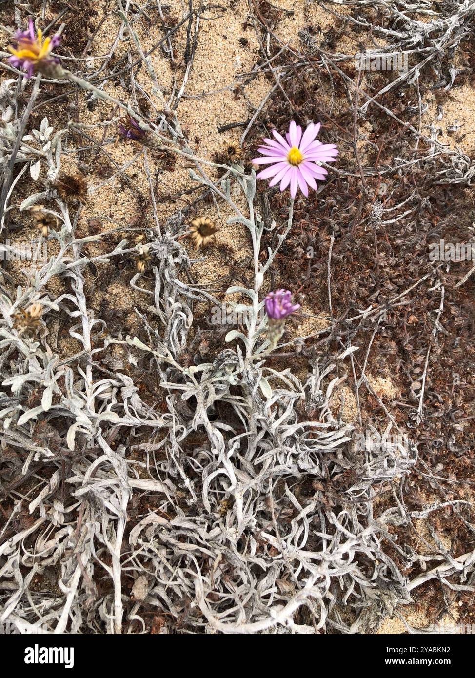 California Aster (Corethrogyne filaginifolia) Plantae Stock Photo - Alamy