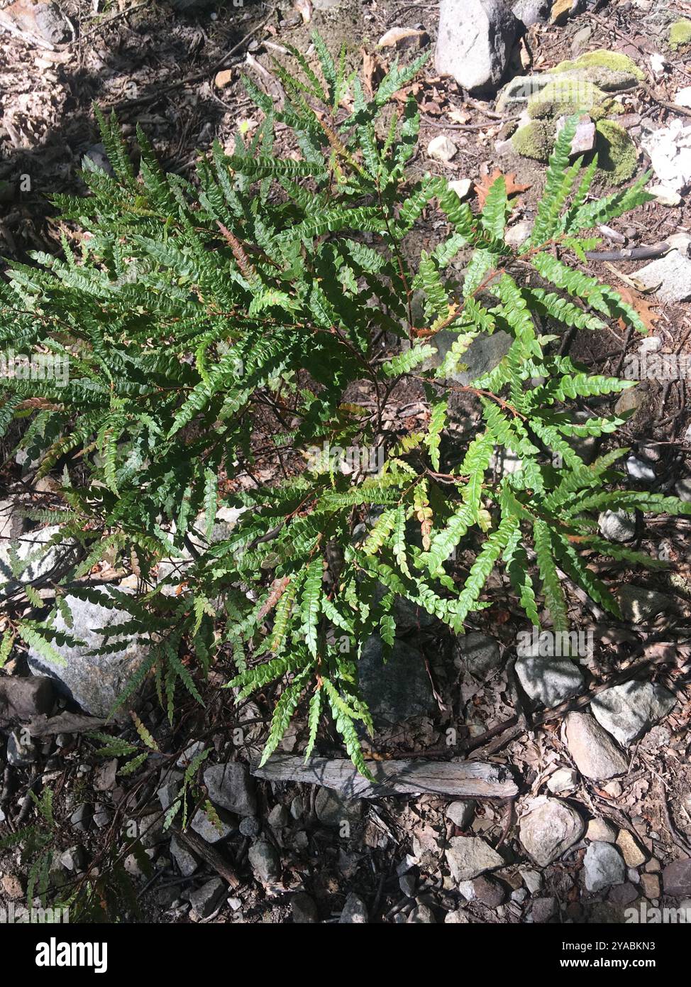 sweetfern (Comptonia peregrina) Plantae Stock Photo - Alamy