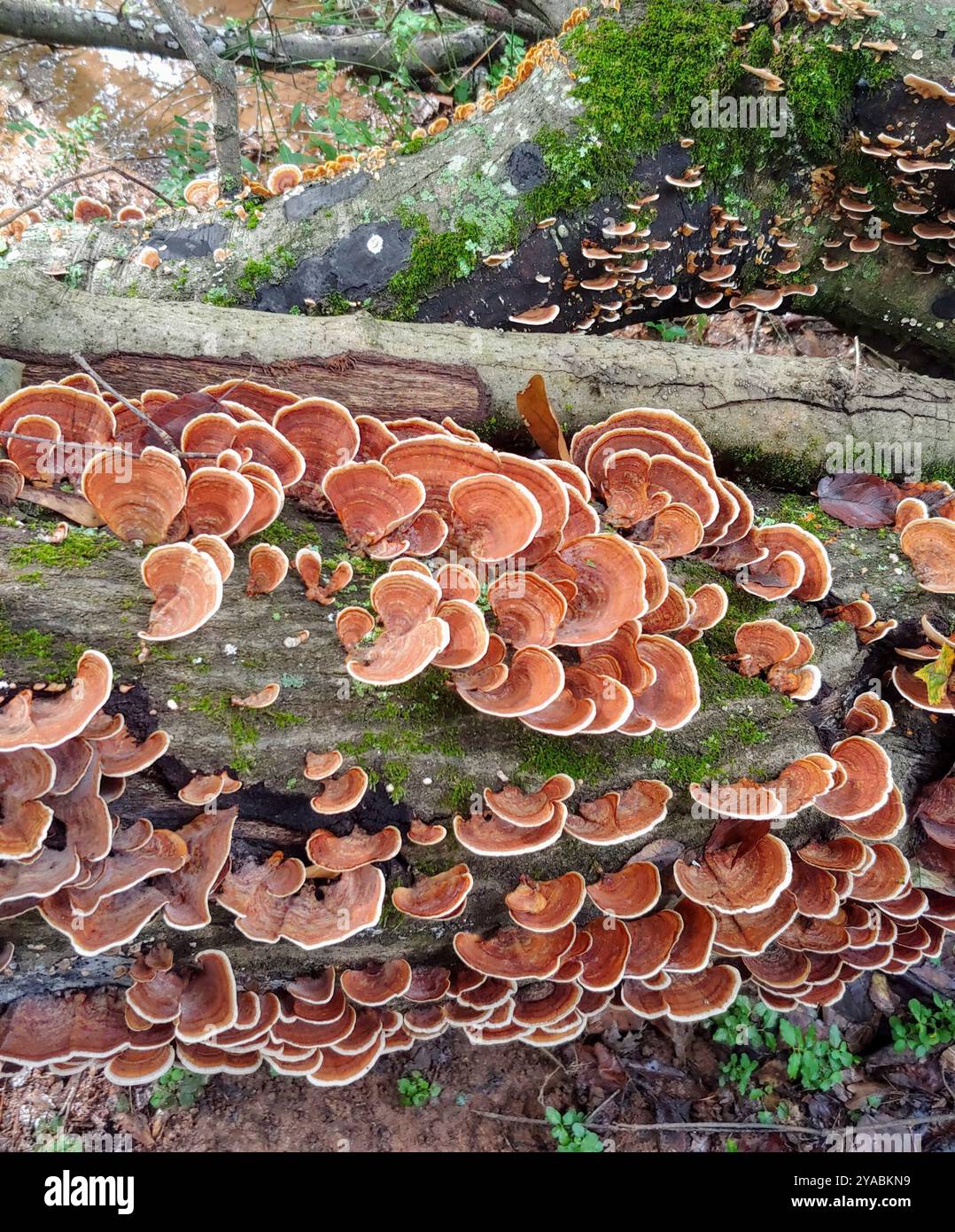 False Turkey-Tail (Stereum ostrea) Fungi Stock Photo - Alamy