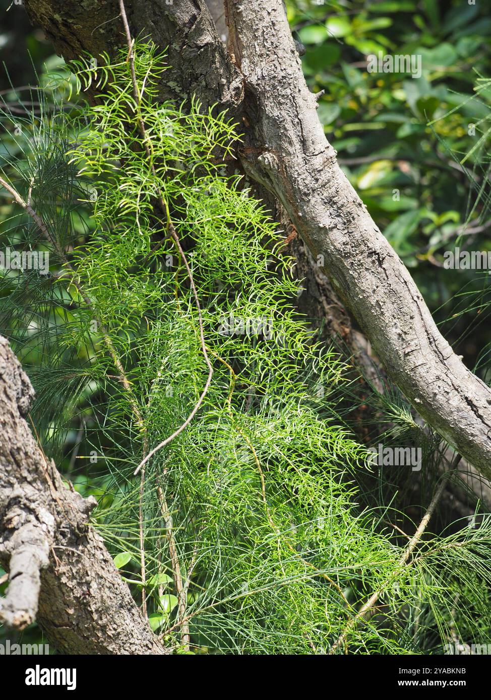 Wild Asparagus (Asparagus cochinchinensis) Plantae Stock Photo - Alamy
